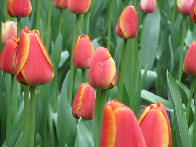 Post_pic_flowers | In Wheel Life